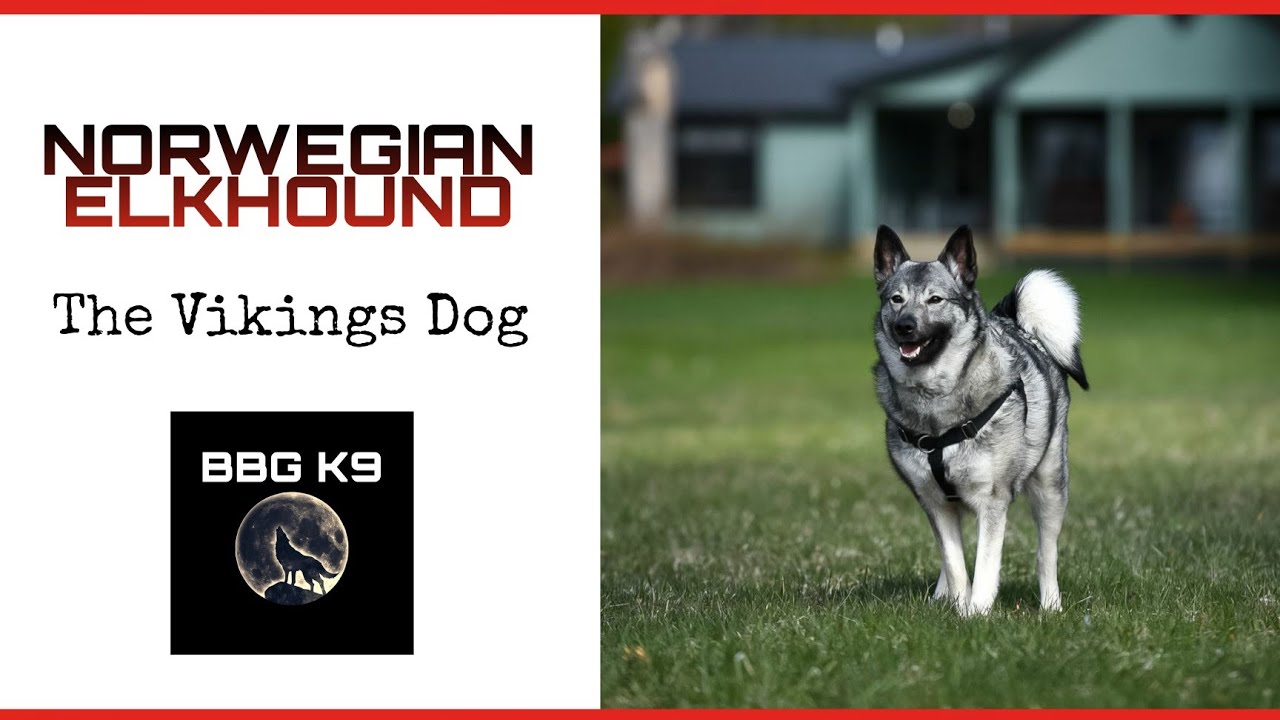 Norwegian Elkhound | The Vikings Dog | dog breed [facts] | BBG K9 - YouTube