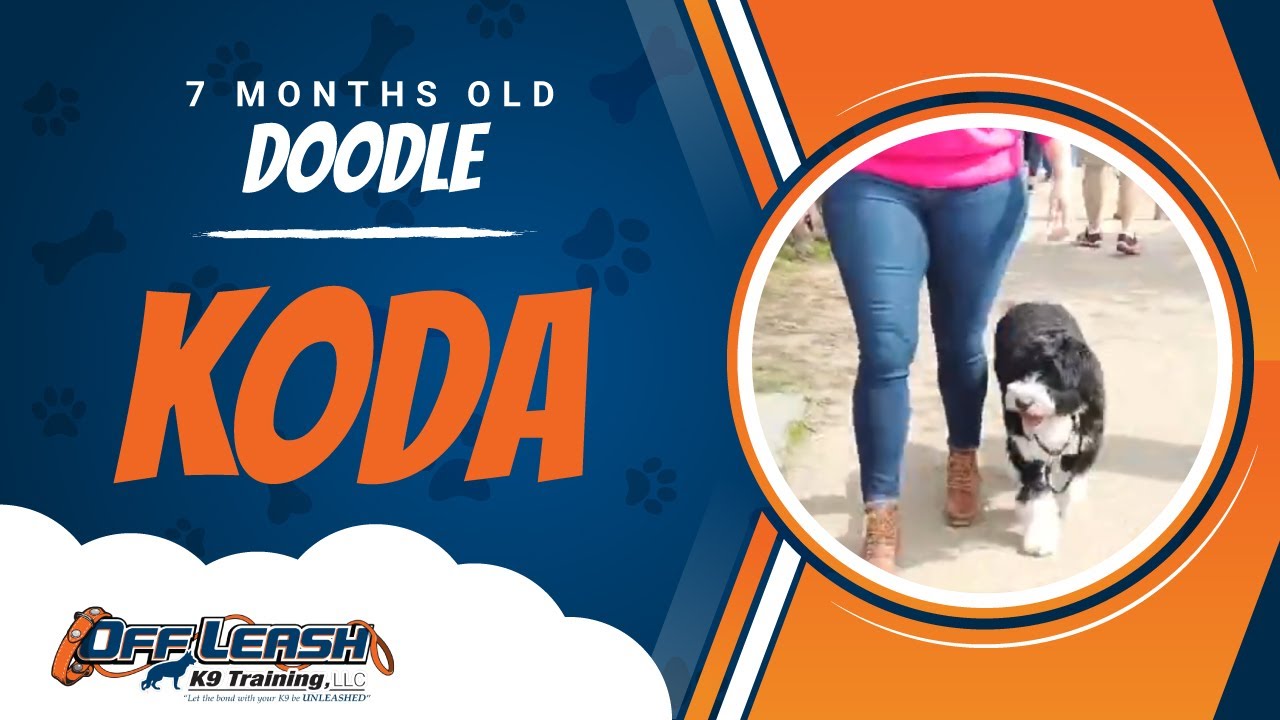 The Best Doodle Dog Trainers | Best Doodle Training | Amazing - YouTube