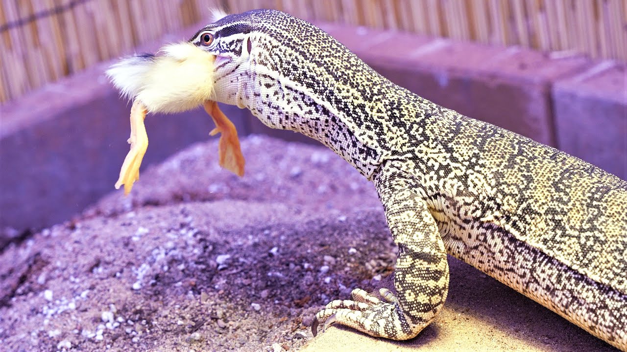 Sand Monitor eats a duckling - YouTube