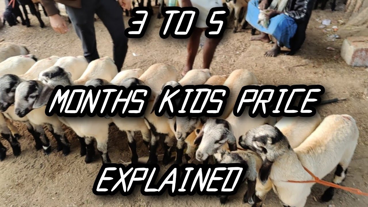 BAIREDDIPALLE SHEEPS MARKET (3 to 5 month kids prices) #nellore # ...