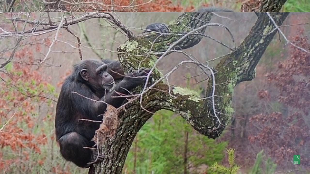 Up a Tree for the 1st Time at Project Chimps - YouTube