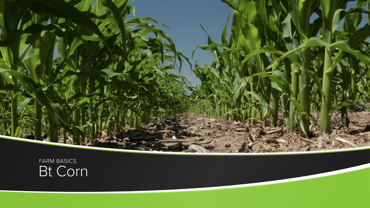 Bt Corn - YouTube