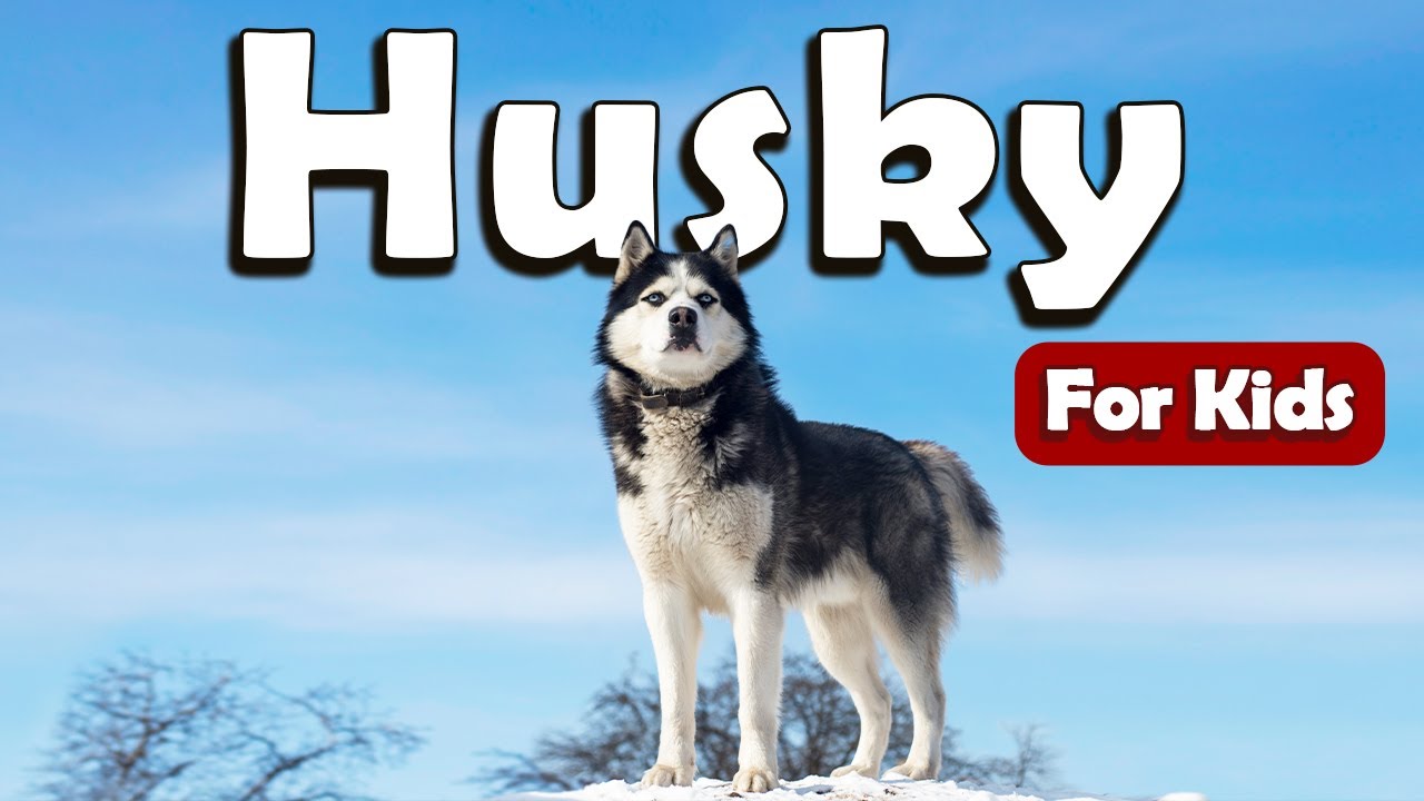 Huskies for Kids | Learn About Animals for Kids | Learn about Husky for ...