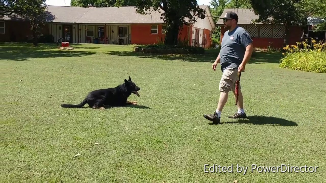 Southern Warrior K9 - YouTube