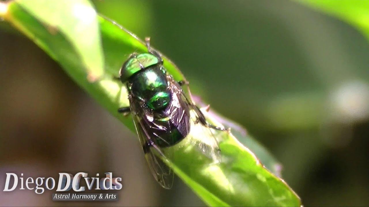 Ornidia obesa green hoverfly (Syrphidae - Eristalinae - Volucellini ...
