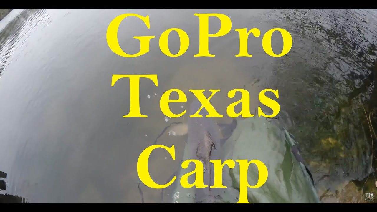 GoPro Carp Fishing in Austin Texas Lady Bird Lake 2015 First Common ...