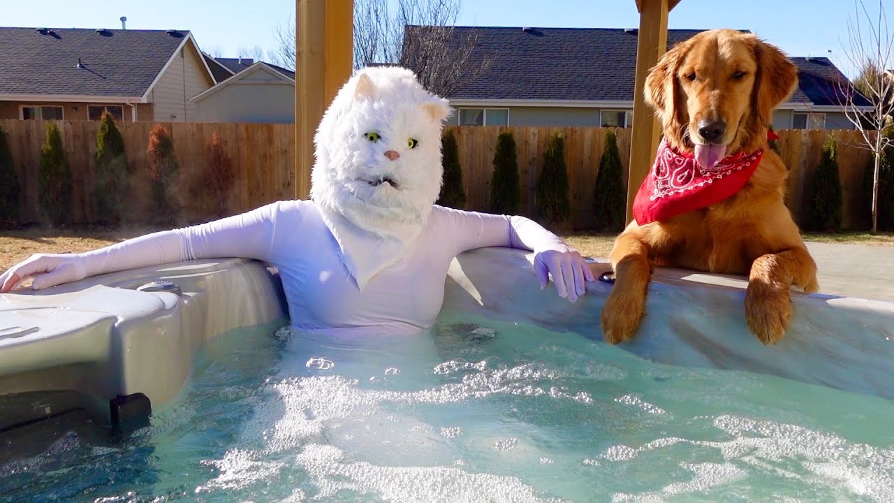 Cat & Dog Morning Routine in Hot Pool! - YouTube