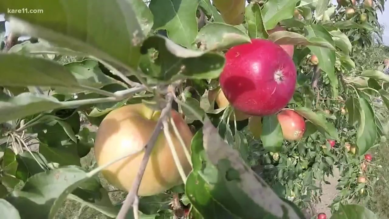U of M introduces new apple, 'First Kiss' - YouTube