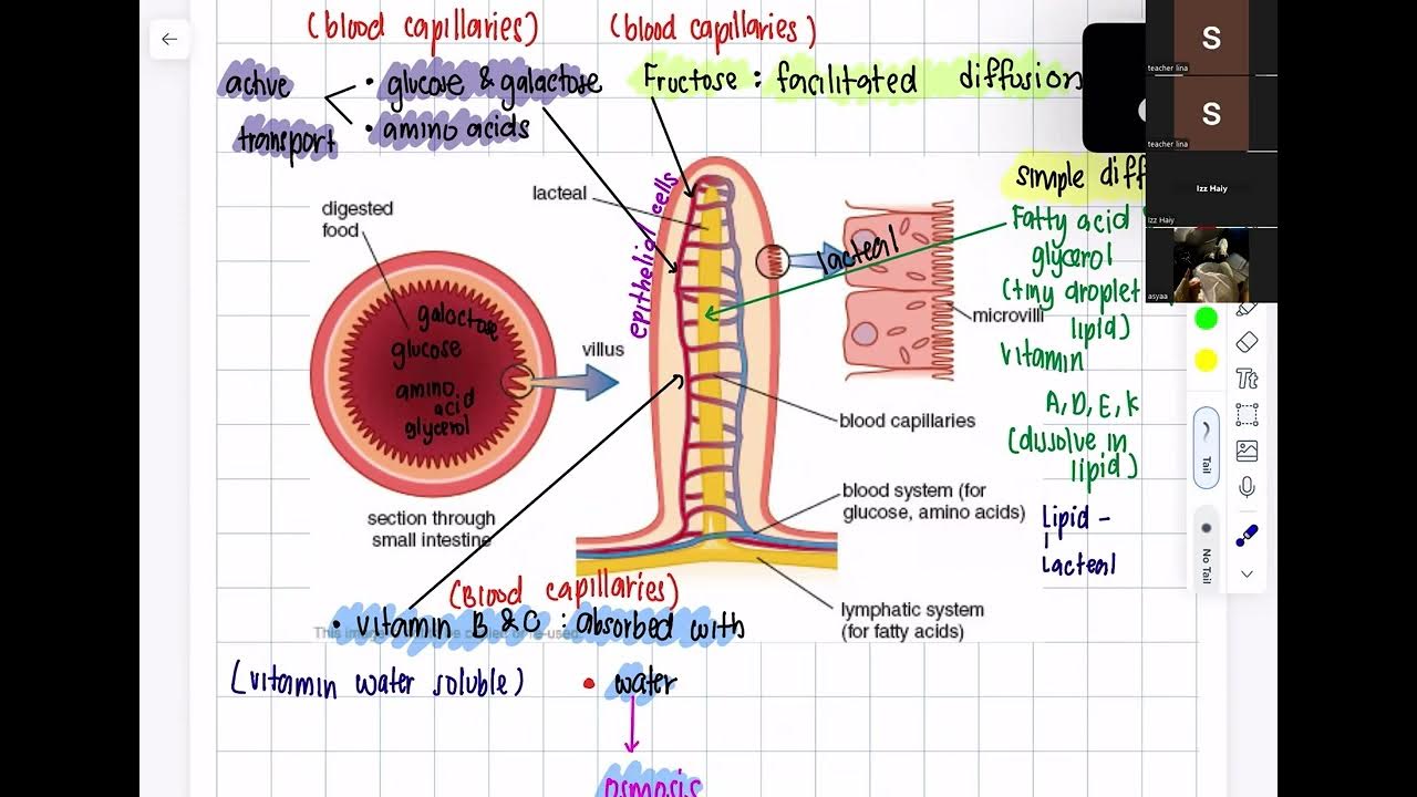 Biology IGCSE 0610 chapter 7:Human nutrition(part 3) - YouTube