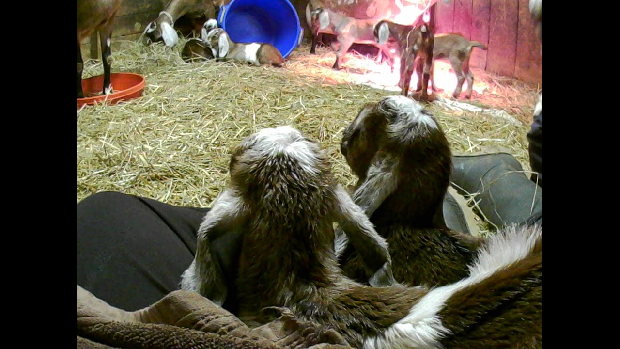 Live Birth of a Nubian Goat. Incredible Experience of Life. And Scary ...