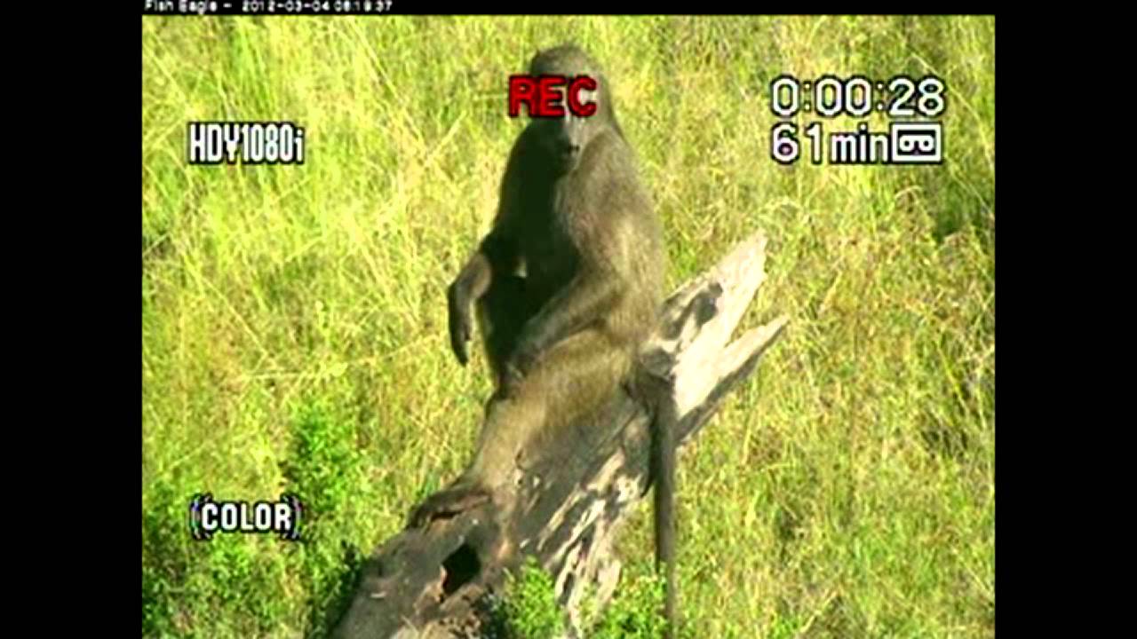 Bobbejane 4 Mar 2012 - YouTube