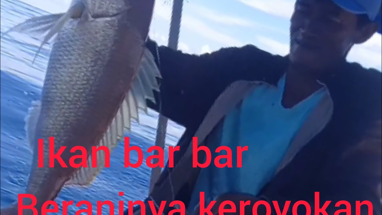 Di keroyok ikan capa(kurisi) - YouTube