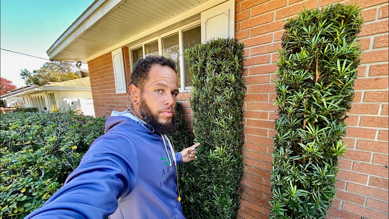 Stepping up your Hedge Trimming Game - YouTube