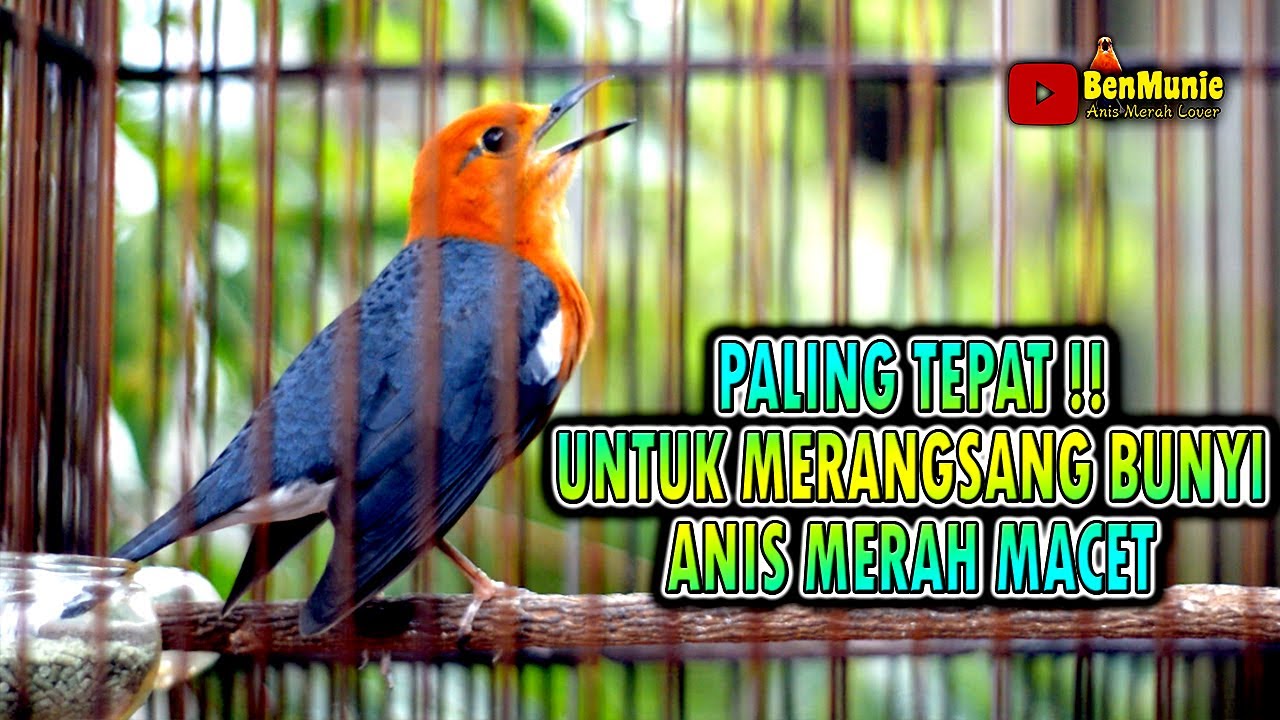 PALING TEPAT UNTUK MERANGSANG BUNYI ANIS MERAH MACET, PANCINGAN ANIS ...