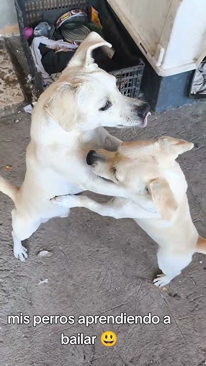 Mis perros bailando un vals - YouTube