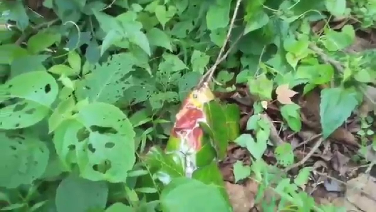 "Abuos" - Cooking Red Ant Eggs Primitive Survival - YouTube