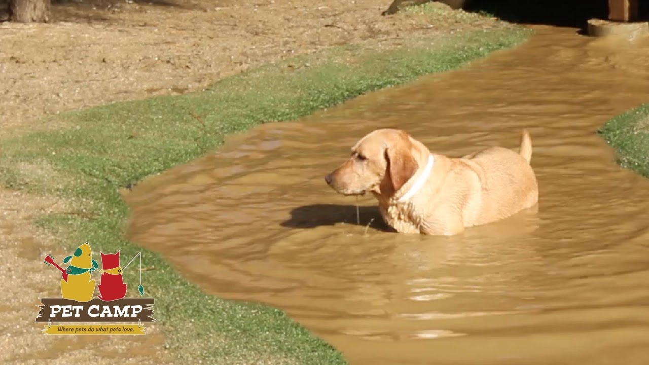 Dogs Love to Play in the Mud! Pet Camp Celebrates Mud Day. - YouTube