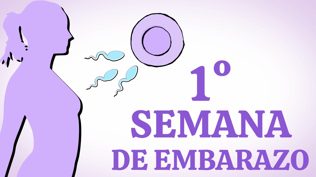 SEMANA 1 de #Embarazo | Semana a semana| 1º Mes - YouTube