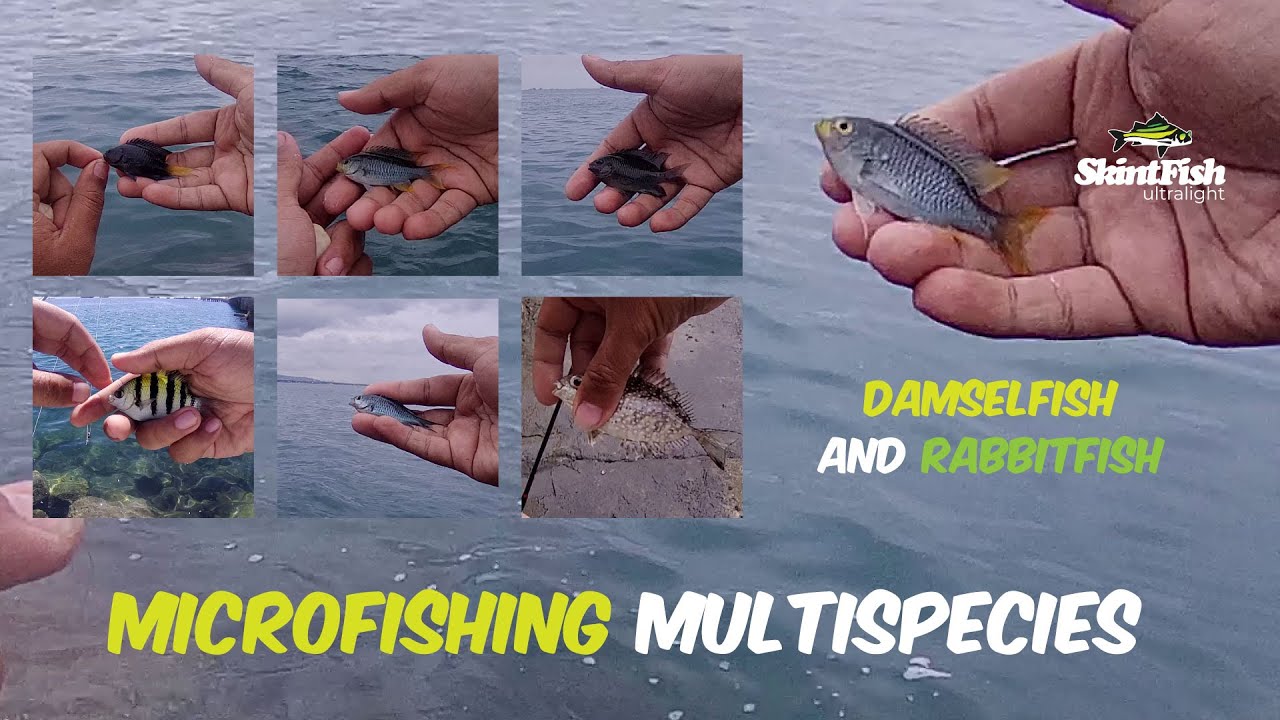 Marine Multi-species micro fishing using Tanago hooks. - YouTube