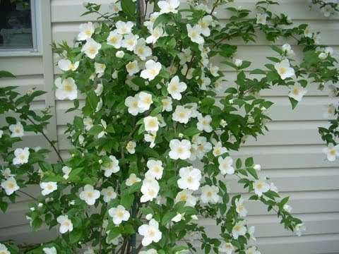 Growing Philadelphus Coronarius aka Mock Orange in the Cutting Garden ...