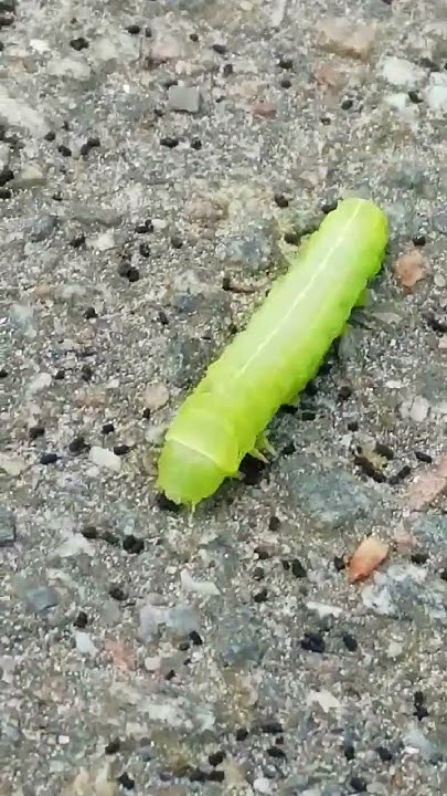 Raupe glasig grün mit längsstreifen Bena bicolorana Larve Falter Nachtfalter Motte Schmetterling ...