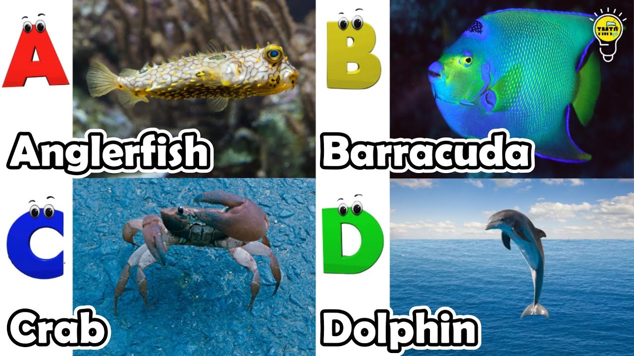 ABC Sea Animals song | Learn Alphabets | English and Animals for Kids ...