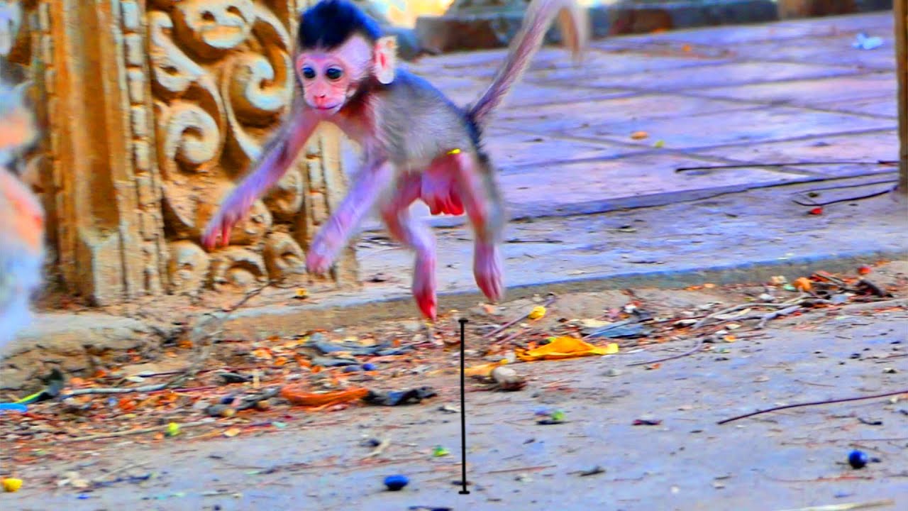 How A Baby Flying So Greatly ? Nicely View This Video, Cute Baby Monkey ...