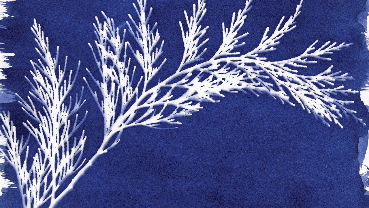 Sunprinting with the Cyanotype Set from Jacquard Products - YouTube