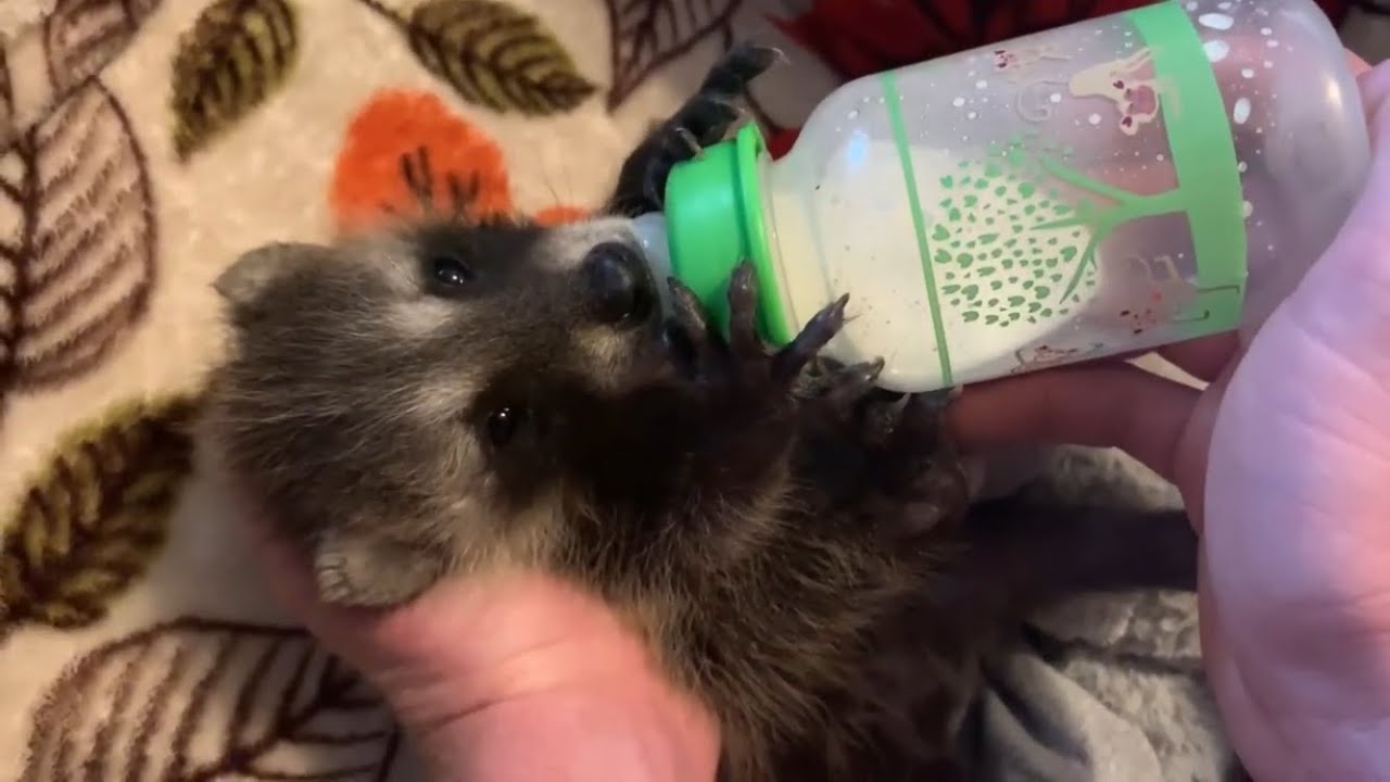 Rescuing a baby raccoon - YouTube