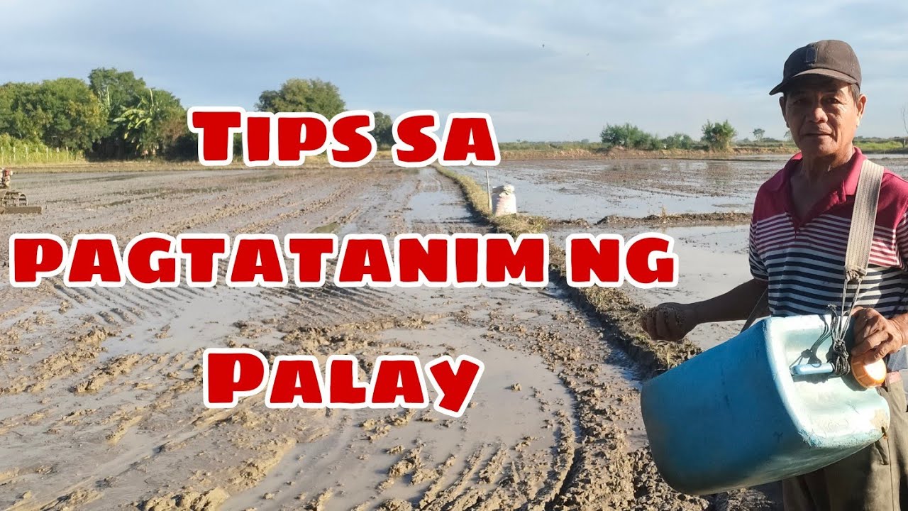 Tips sa pagtatanim ng palay | Tips in planting rice | Mabungang Ani ng ...