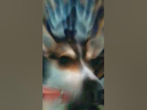 чипи чипи чапа чапа - YouTube