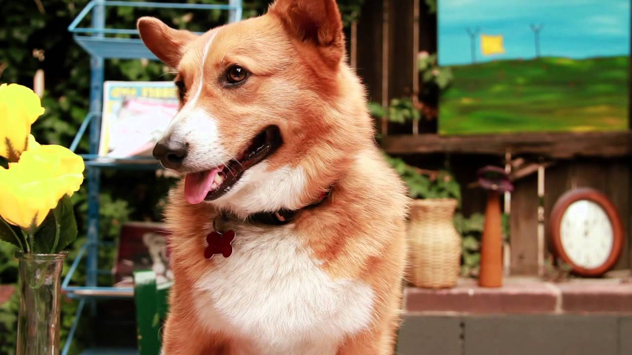 Cute CORGI Breakup | Garrett Mendez - YouTube