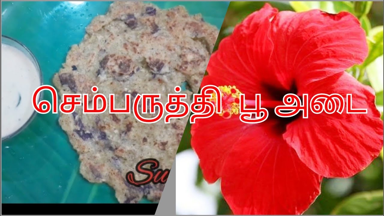 செம்பருத்தி பூ அடை / Hibiscus Adai Recipe / semparuthi poo adai - YouTube