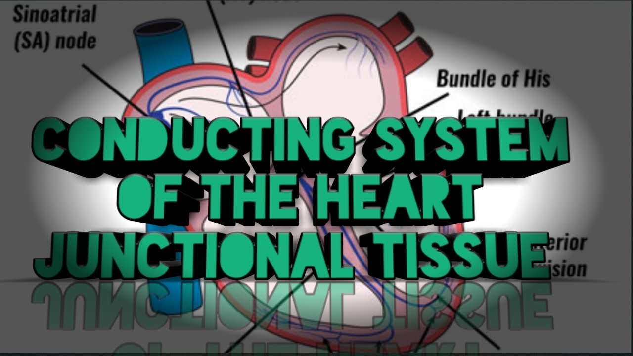 Conducting system of heart or junctional tissue of heart slides - YouTube