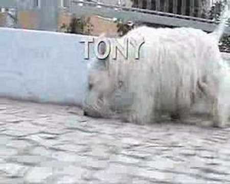 scottish terrier tony - YouTube