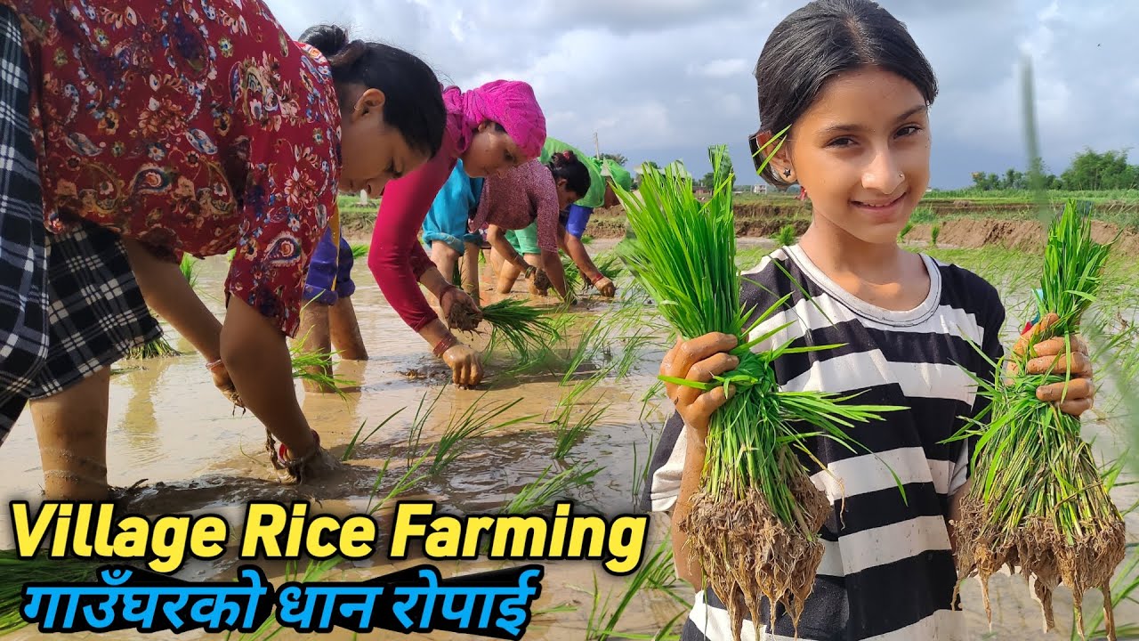 Hardworking Nepali Villagers || Dhan ropai video Nepal || Asar dhan ...