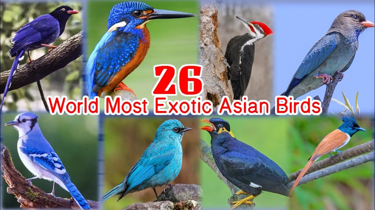26 MOST BEAUTIFUL ASIAN BIRDS | LEARN ALPHABET | EXOTIC ASIAN BIRDS ...