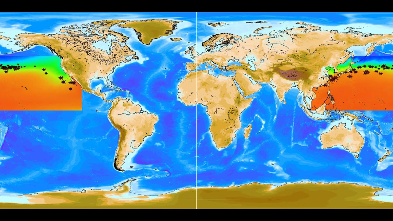 Animal/ Loggerhead Sea Turtle Tracks (Science On a Sphere) - YouTube