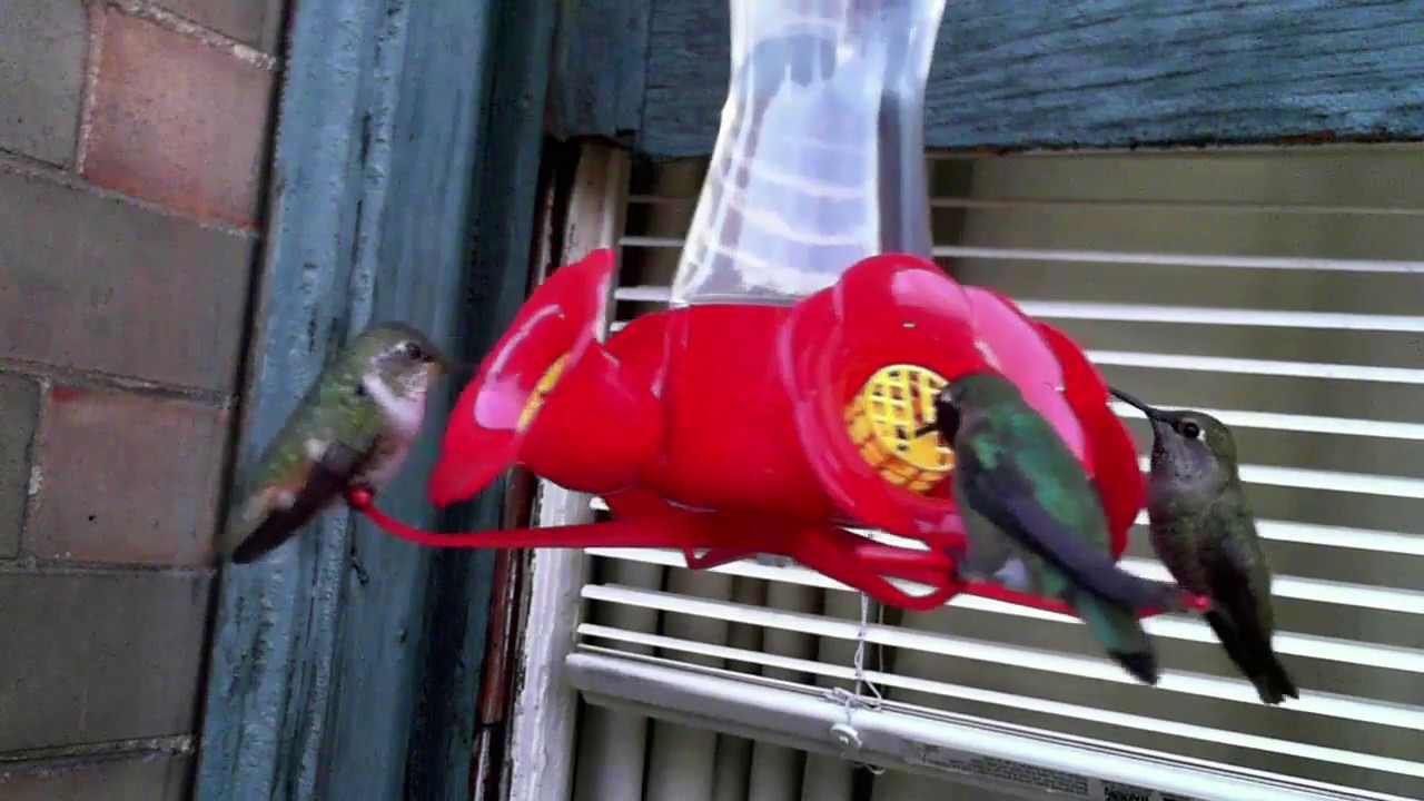 Hummingbird - YouTube