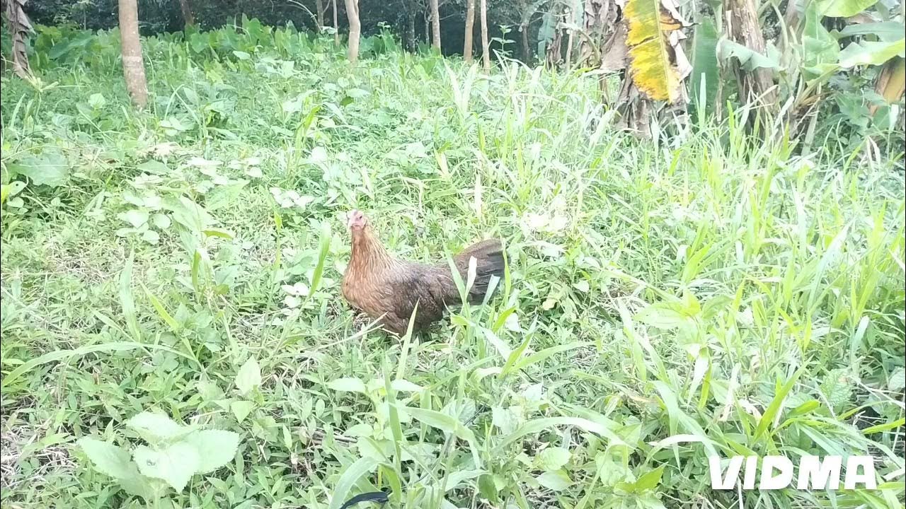 suab poj qaib tsauj cuab tuaj zoo heev - YouTube