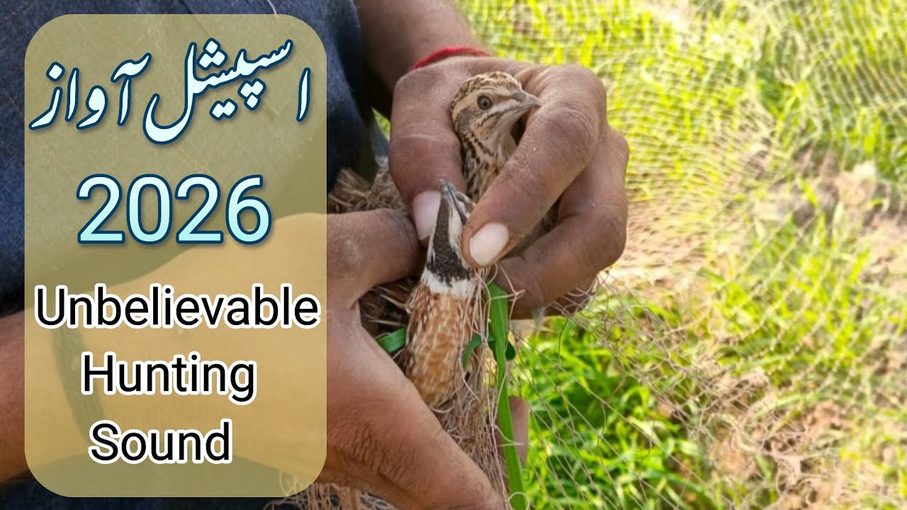 Pure Wild Male Quail Call | Real Natural Sound | Long Recording ...