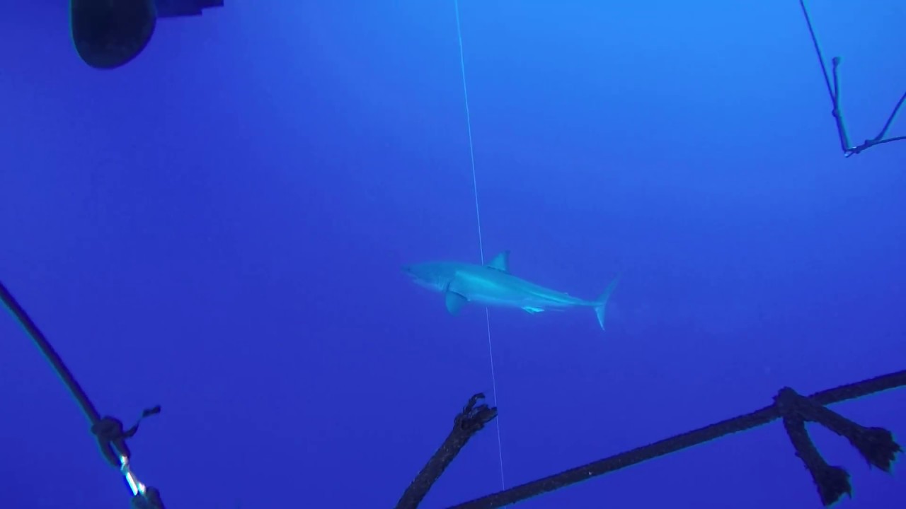 Great White Shark Goes Potty - YouTube