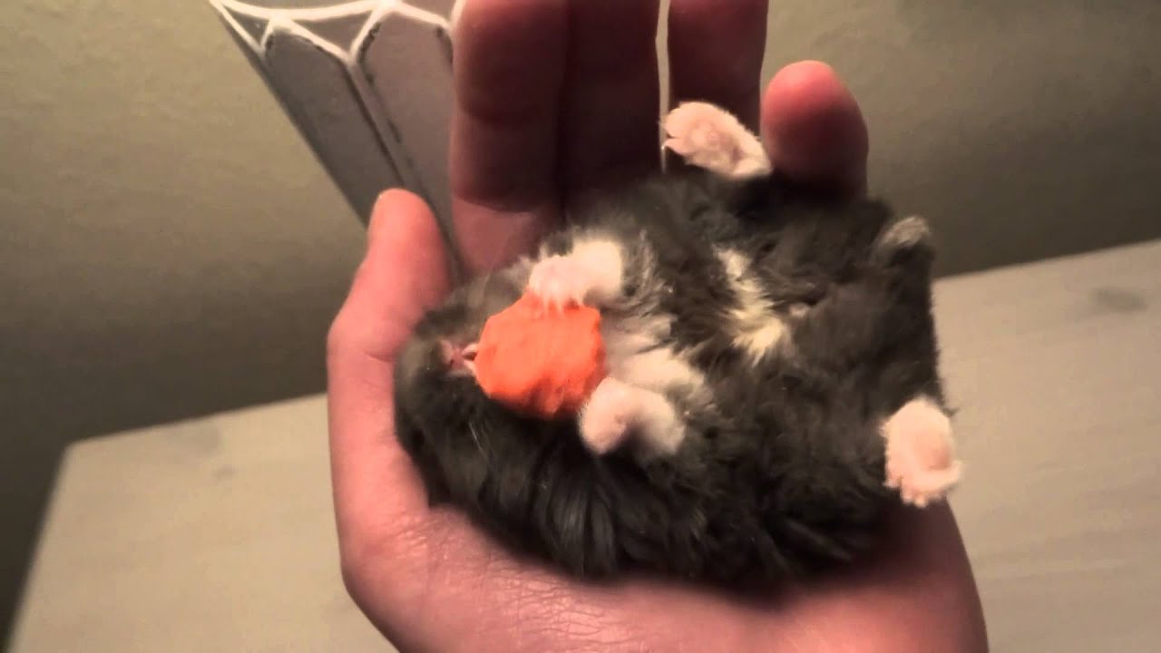 Super cute hamster eating strawberry candy 2 - YouTube