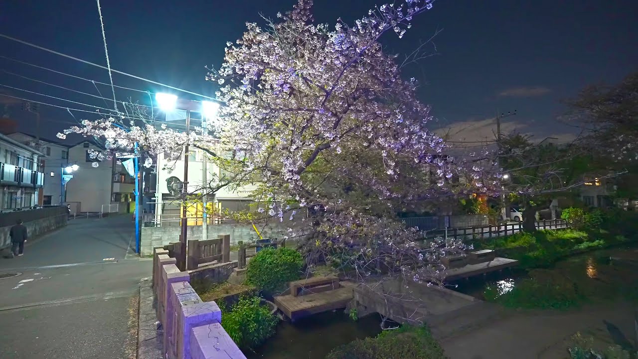 4K・ Night sakura walk at Kawasaki Shukugawara・4K HDR - YouTube
