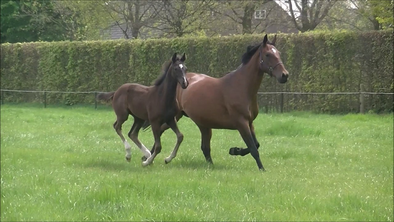 Hometown x Dreamboy , 3 months old filly. - YouTube