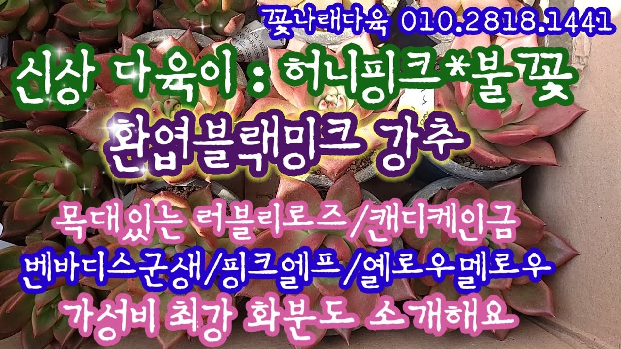 신상다육이 정말 많아요 옐로우멜로우 핑크엘프 러블리로즈 캔디케인금 목대있는 다육 강추 꽃나래다육 0102818