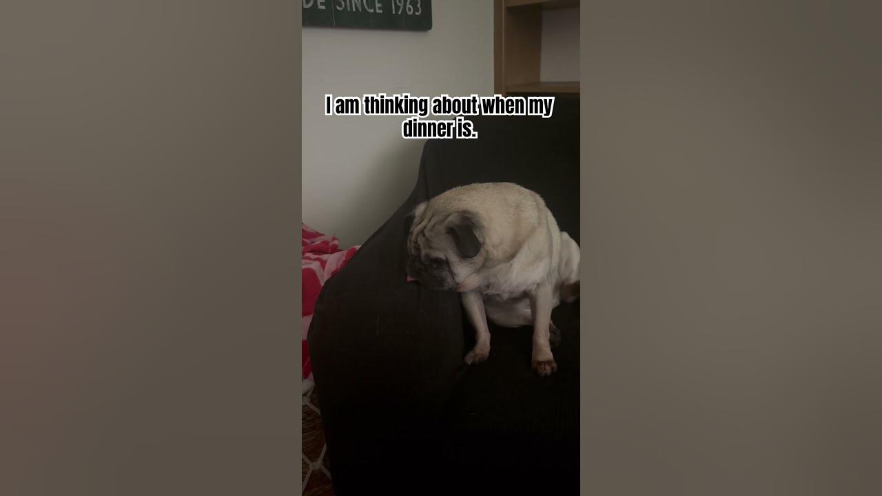 Pug pug pug philosophy #pugsandor - YouTube
