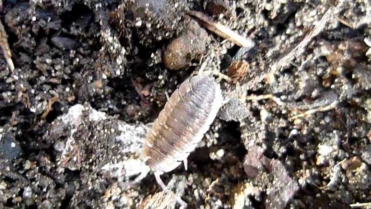 Slater bug walking in the garden, Australian insect macro Panasonic DMC ...