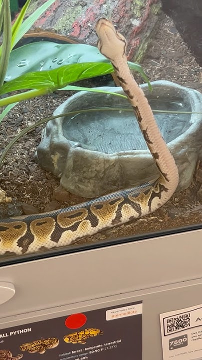 Video of a Fancy Ball Python - YouTube