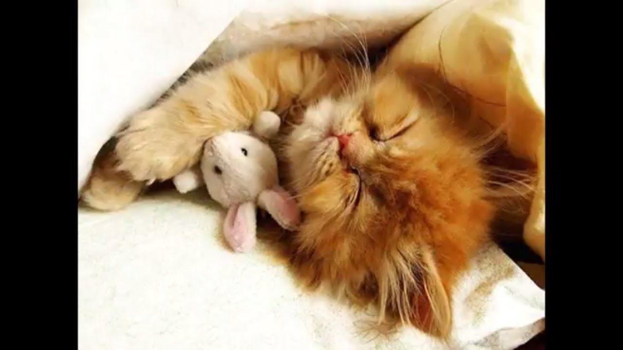 Super Cute Sleeping Animals {Cat, Dog, Tiger, Goat} Images, Hd ...